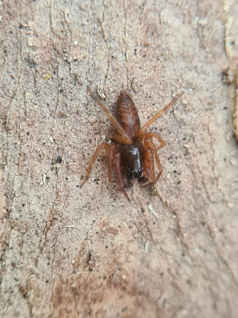 Bark Sac Spider from Chien Vert, 1150 Woluwe-Saint-Pierre, Belgija on ...