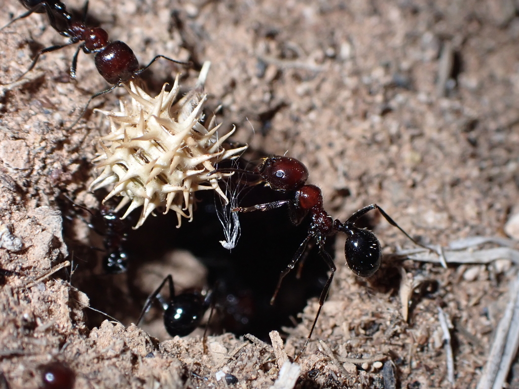 Messor minor hesperius from Las Palmas, España on April 20, 2022 at 11: ...