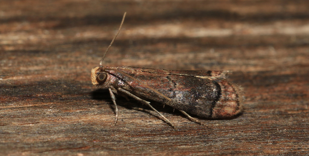Knot-horn Moths from Porepunkah VIC 3740, Australia on April 24, 2022 ...