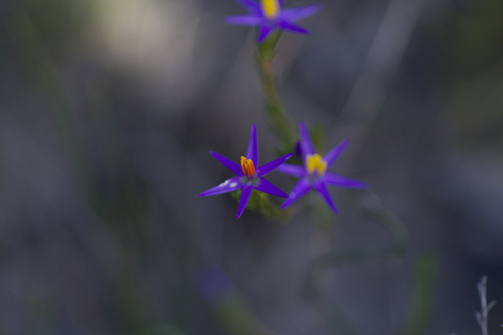 (Calectasia gracilis) - Botanical Realm