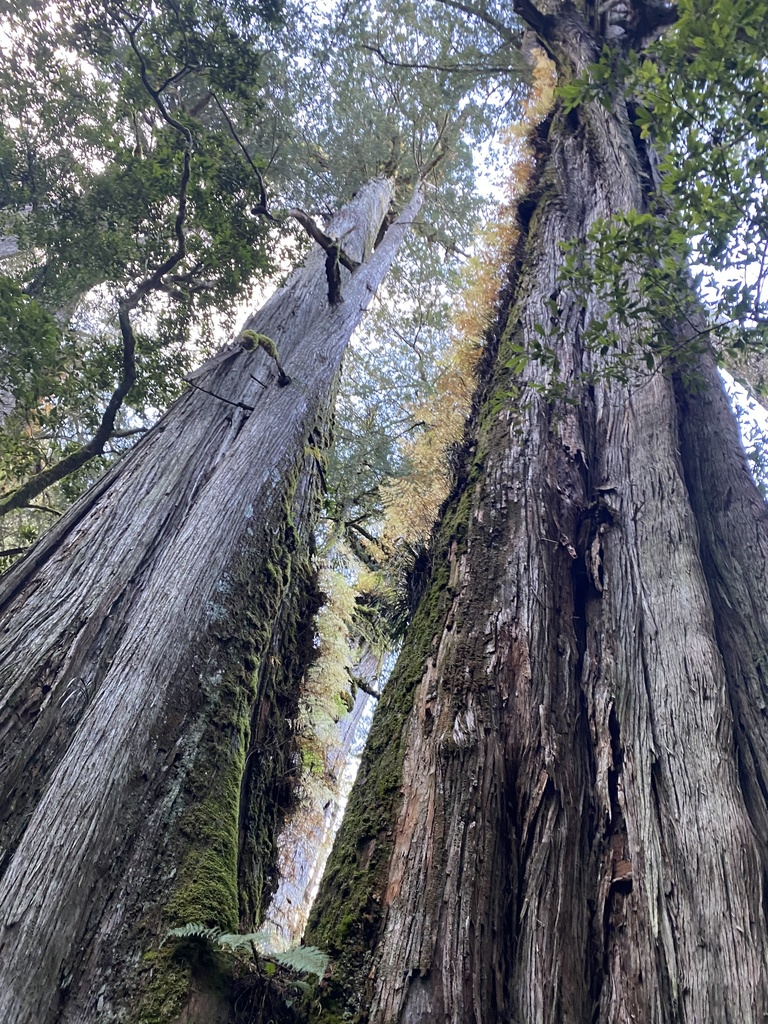 Taiwan cedars (Taiwania) - Botanical Realm