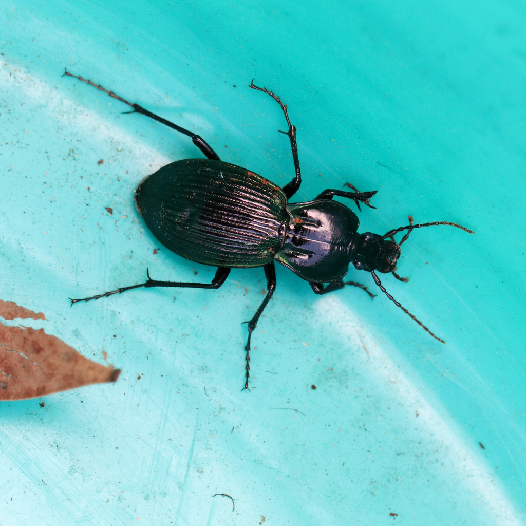 Pamborus in September 2020 by Nev Rowley · iNaturalist