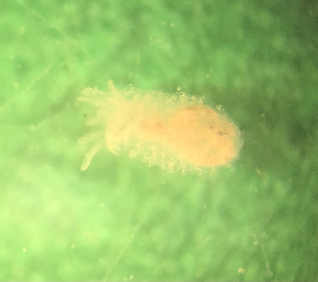 Life from Straits of Florida, FL, US on March 29, 2022 at 03:18 PM by ...