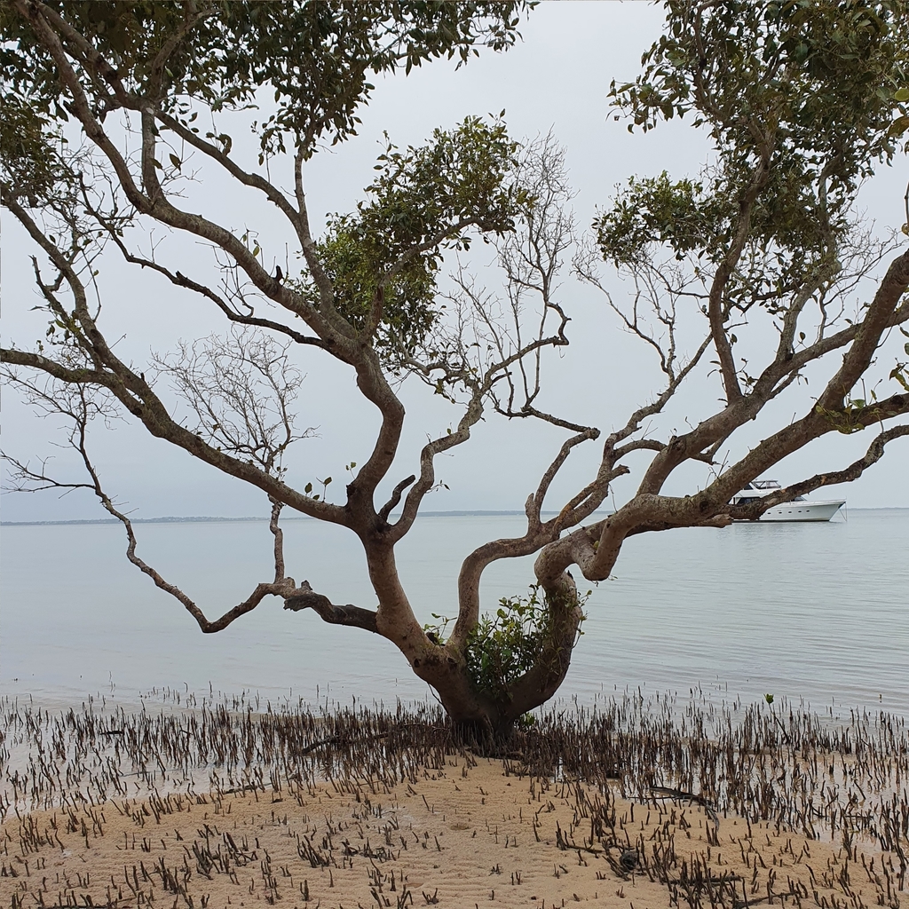 Grey Mangrove from Great Sandy Strait QLD 4655, Australia on April 26 ...