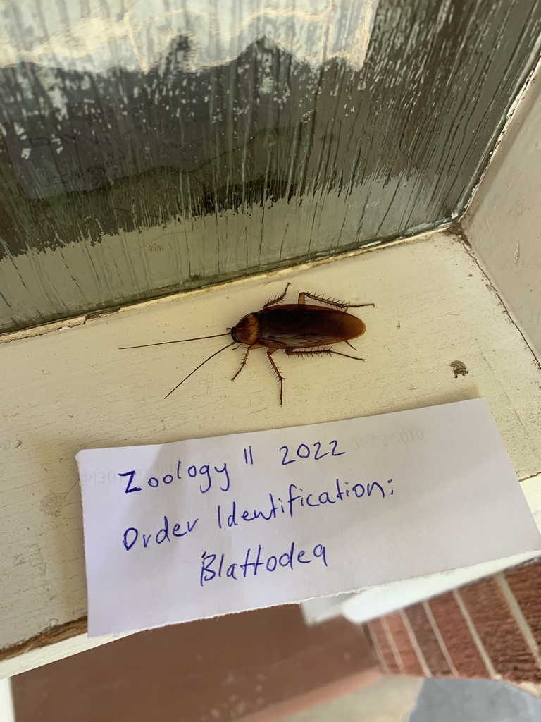 American Cockroach from st peters billabong on April 18, 2022 by ...