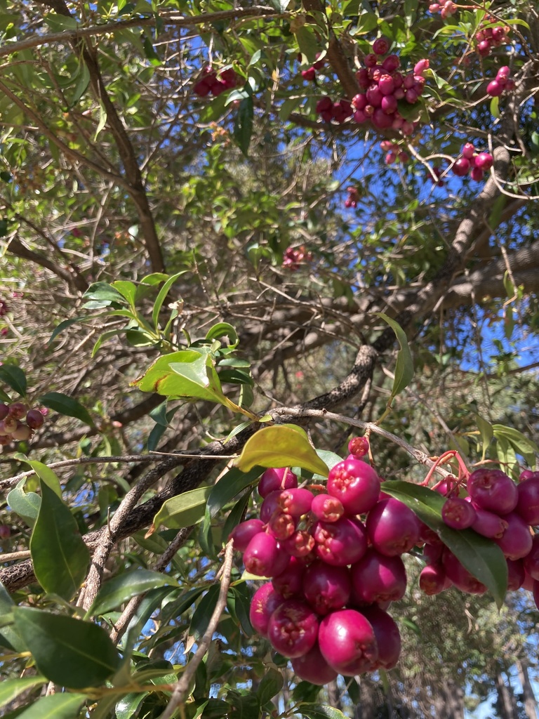 Waterberries from University of Cape Town, Southern Suburbs, WC, ZA on ...