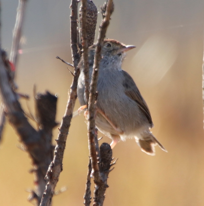 Fynbos Neddicky from Renosterveld trail, upper ridge, e of Greyton, e ...