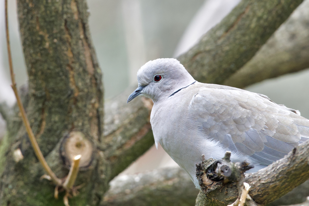 Eurasian Collared-Dove from Cetatea Bastionară Alba Carolina, Alba ...