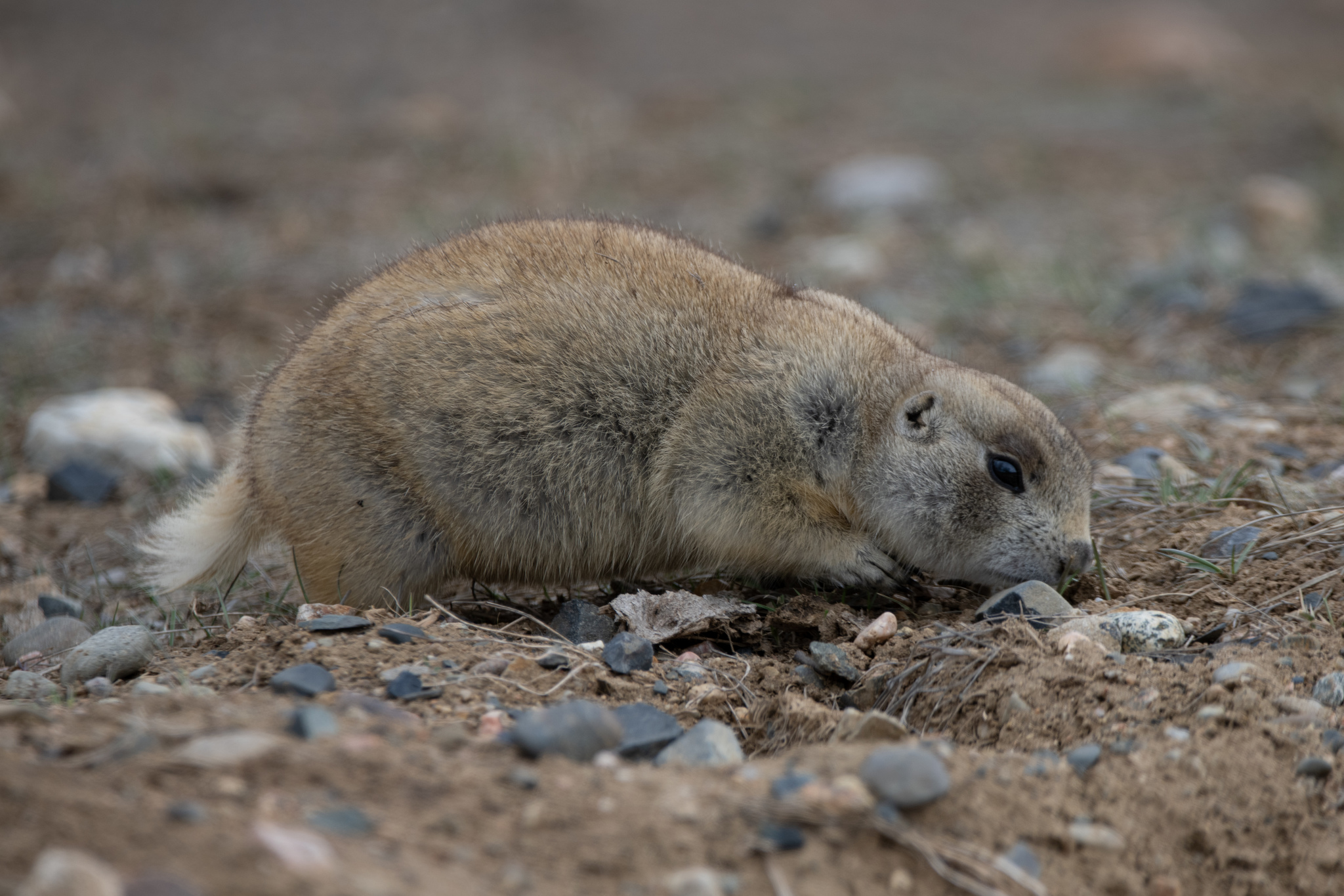 Cynomys leucurus Merriam, 1890