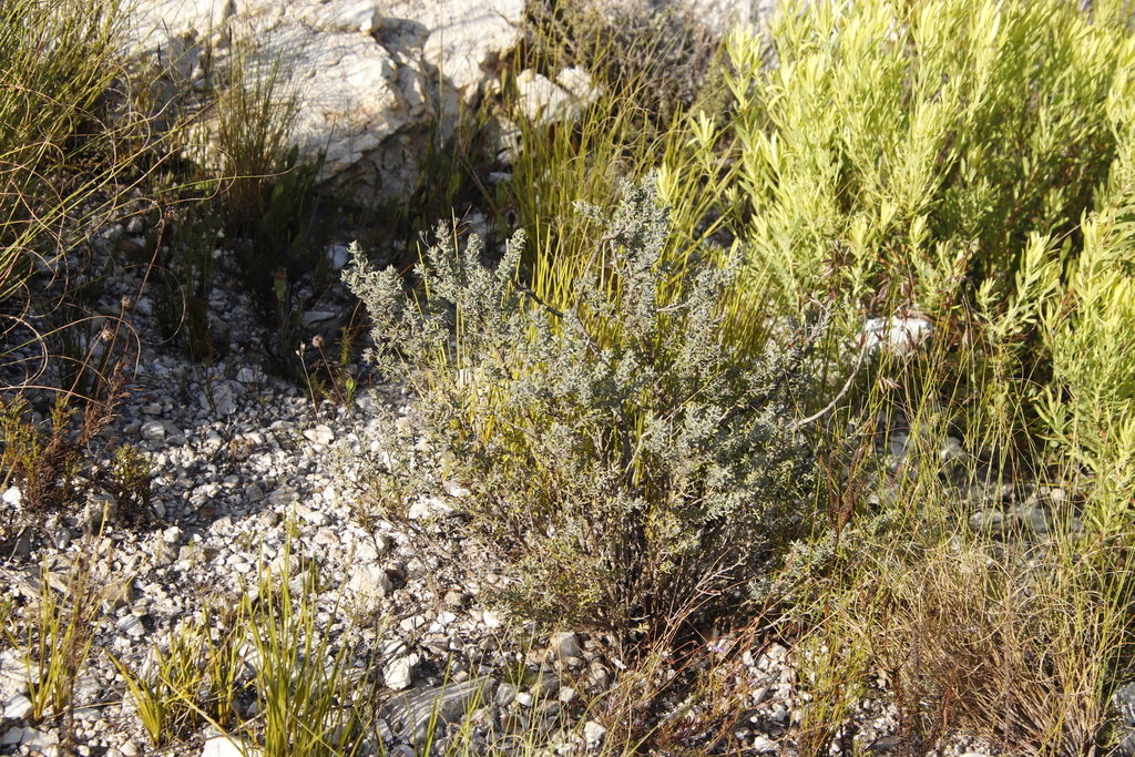 Something from Renosterveld trail, upper ridge, e of Greyton, e of ...