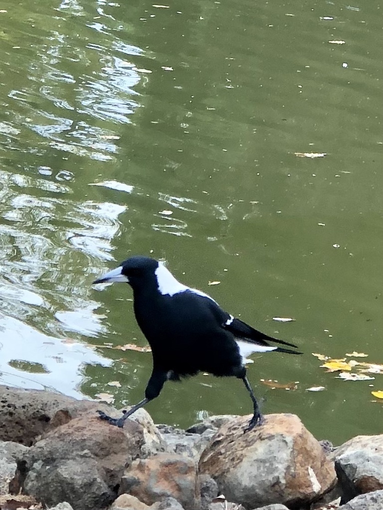 Australian Magpie from Phillips Gardens, Maryborough, VIC, AU on April ...