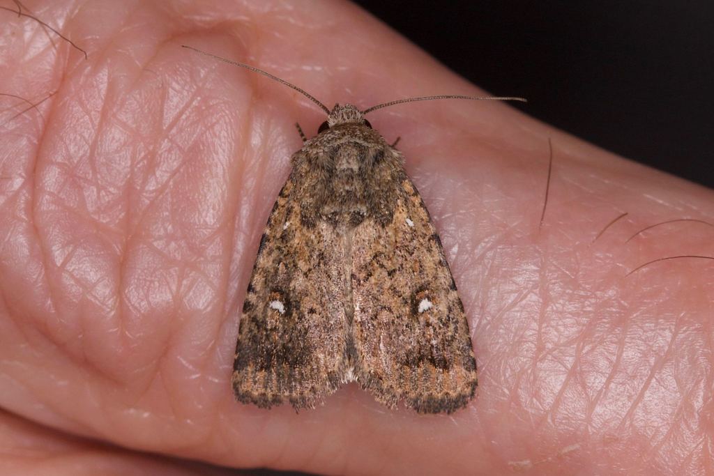 Proteuxoa from 51 Kunyung Rd, Mount Eliza VIC 3930, Australia on April ...