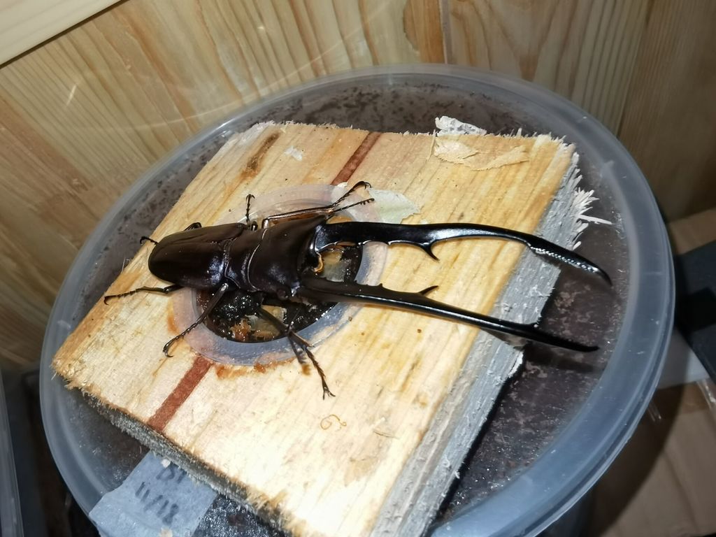 Golden Metallic Stag Beetle from 中国浙江省杭州市 on April 10, 2022 at 08:05 PM ...