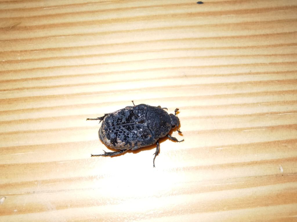 Anthracophora from 中国浙江省杭州市 on April 24, 2022 at 08:05 PM by Han T ...