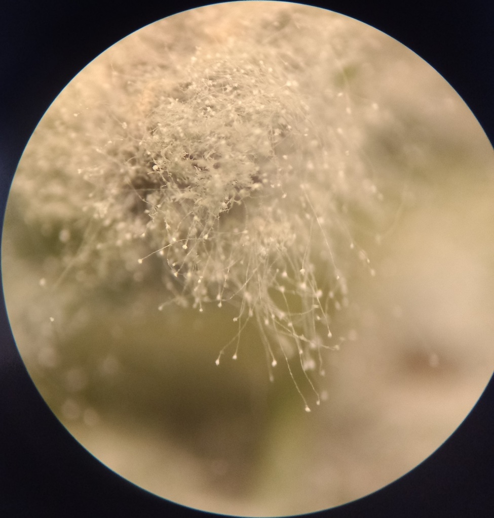 Phycomyces from Rua Professor José Sebastião e Silva on April 26, 2022 ...