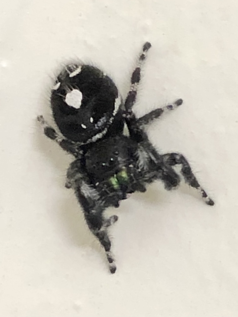 Bold Jumping Spider from Meadowmere Park, Grapevine, TX, US on April 25 ...