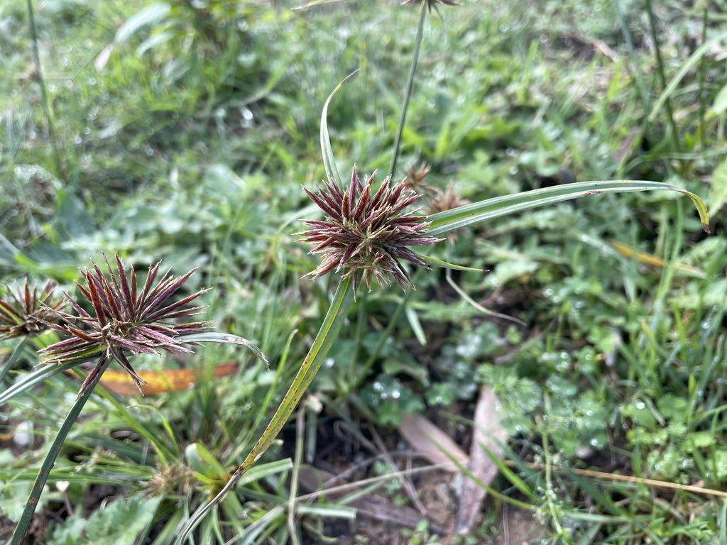 Purple Umbrella Sedge from South Cape DC, South Africa on April 22 ...