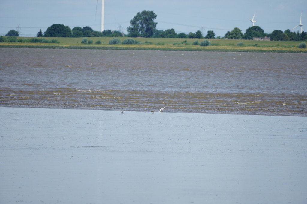 Dunlin in July 2021 by Sven Gippner · iNaturalist