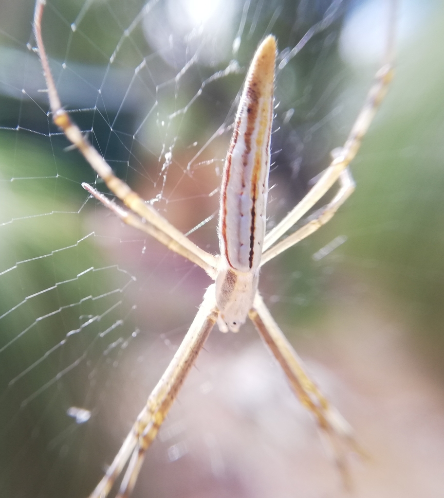 Tailed Forest Spider from Lemnos St Shenton Park, Shenton Park WA 6008 ...