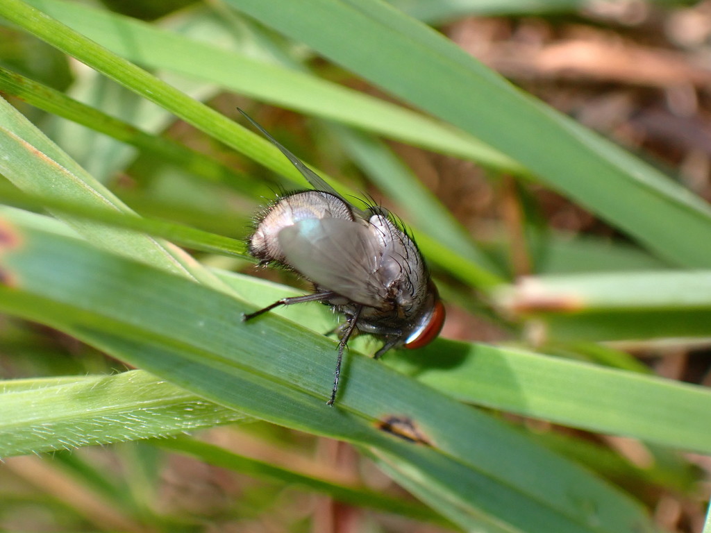 Bot Flies, Blow Flies, and Allies from McDonald County, MO, USA (Mike's ...