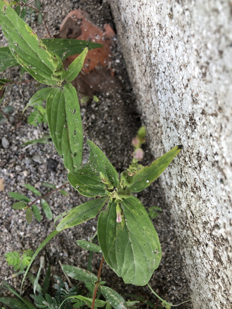 Pink Weed from Nevis, Saint Kitts and Nevis, KN on April 26, 2022 at 08 ...