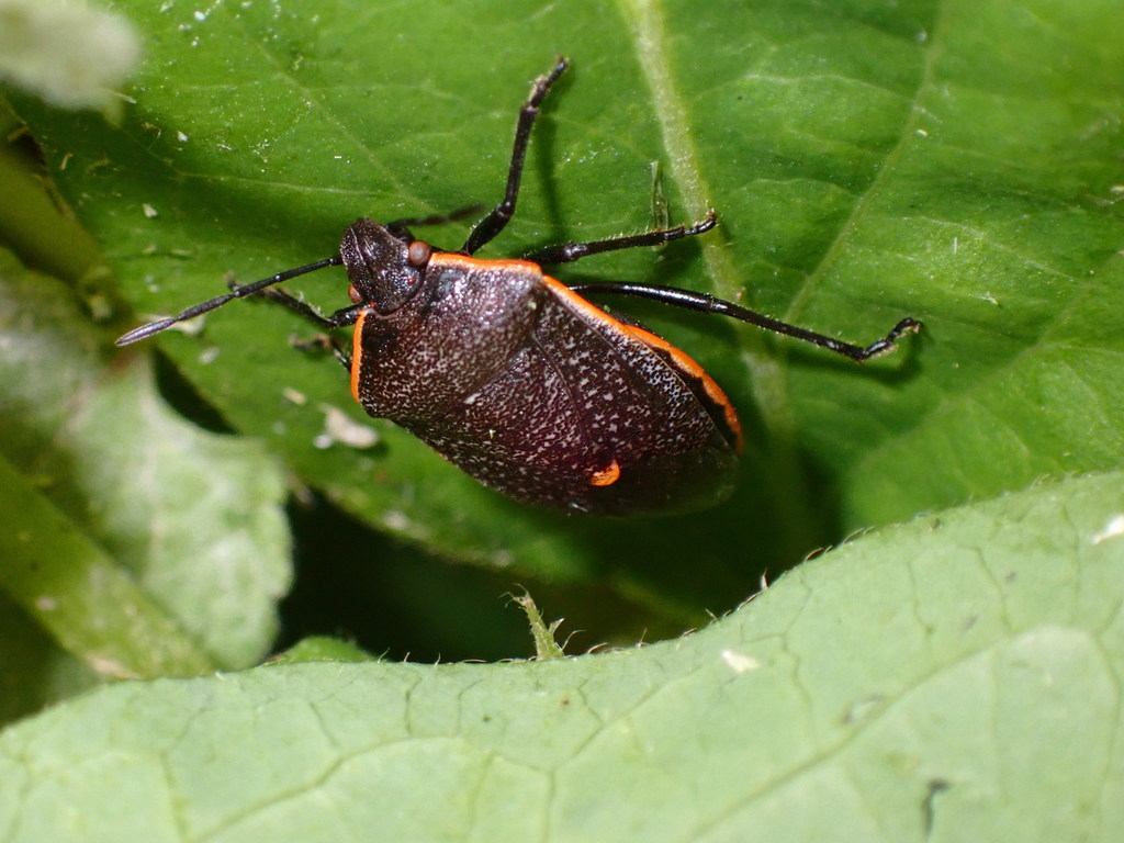 Conchuela Bug from McDonald County, MO, USA (Mike's Creek Watershed) on ...