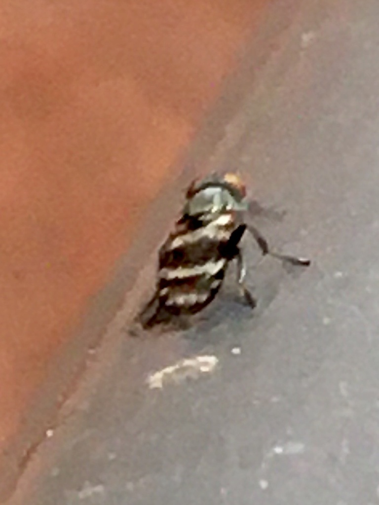 Euxesta eluta from Ruta 24 Guyunusa, Sección 03, Rio Negro, UY on April ...