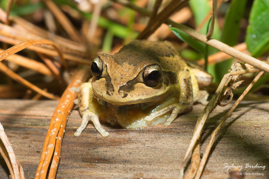 Verreaux's Tree Frog from Maddens Plains NSW 2508, Australia on April ...