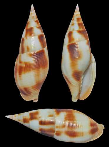 Nebularia nebulosa · iNaturalist