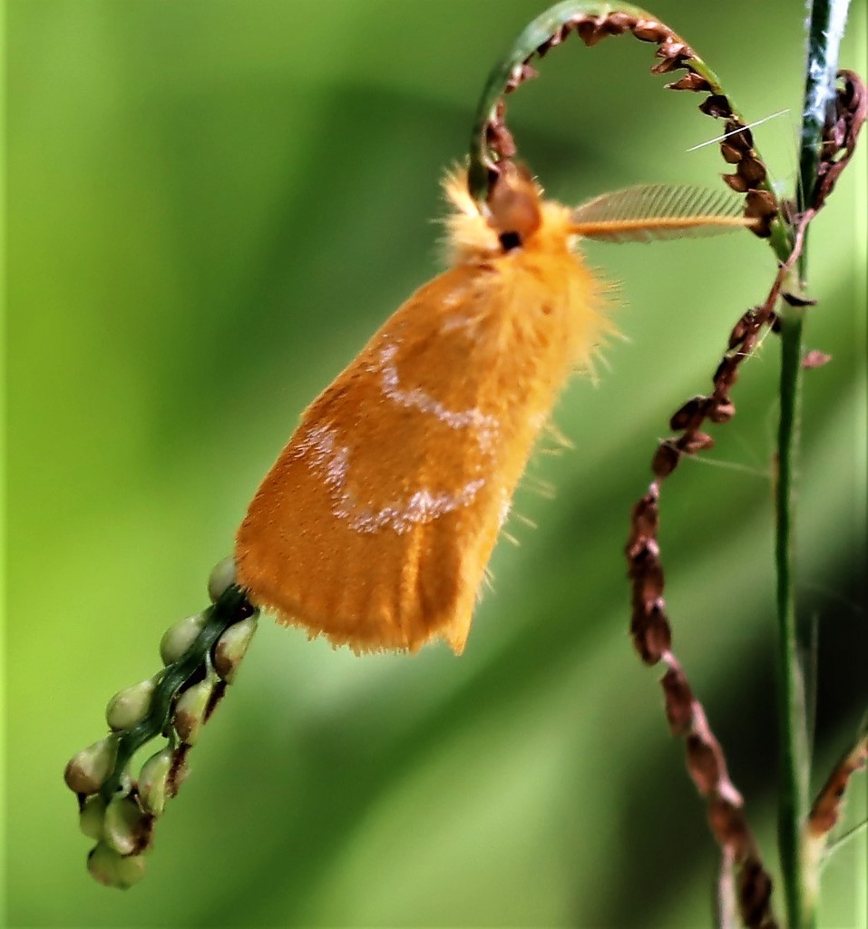 Yellow Tussock from Harry McLaughlin Bird Sanctuary, Caboolture ...