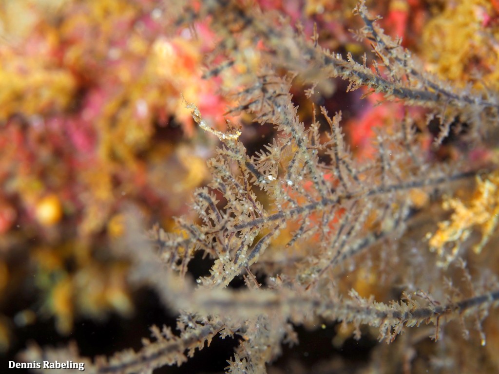 Myriopathes from Las Palmas, ES-CN, ES on April 20, 2022 at 11:58 AM by ...