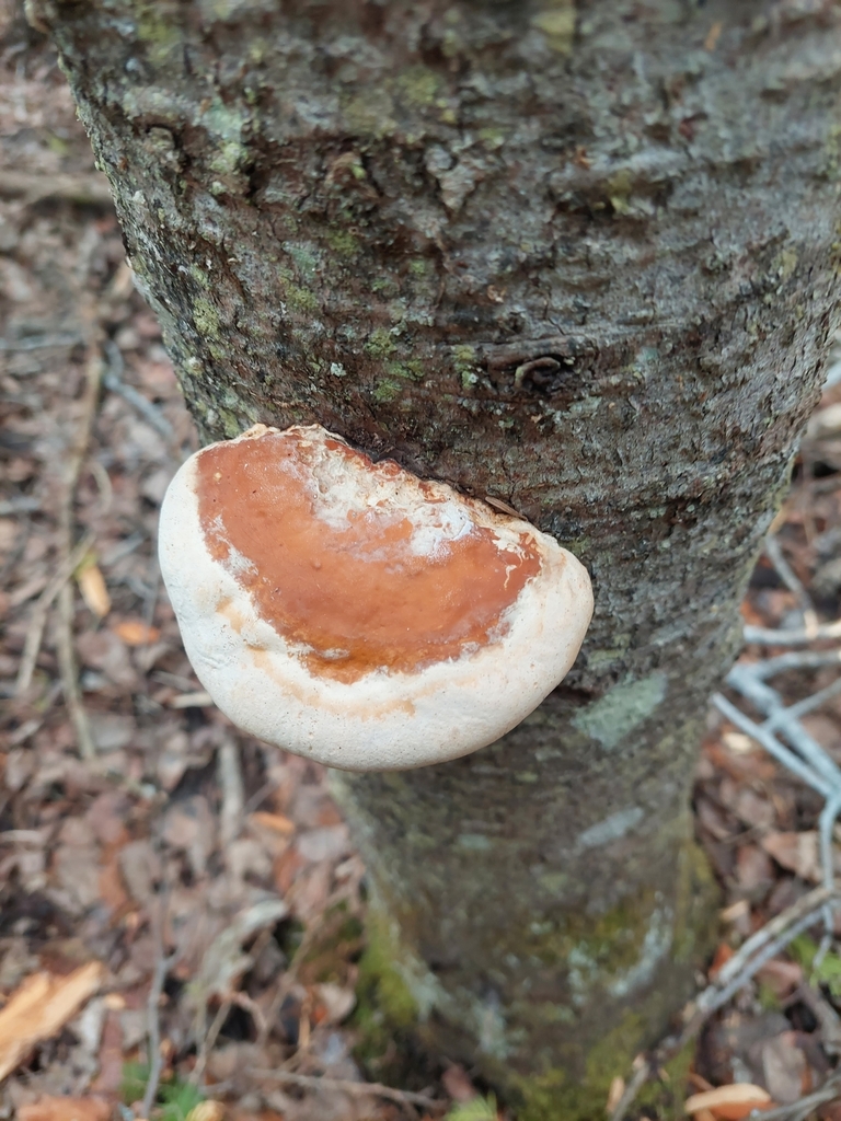 Northern Red Belt from St. Joseph, ON, Canada on April 26, 2022 at 09: ...
