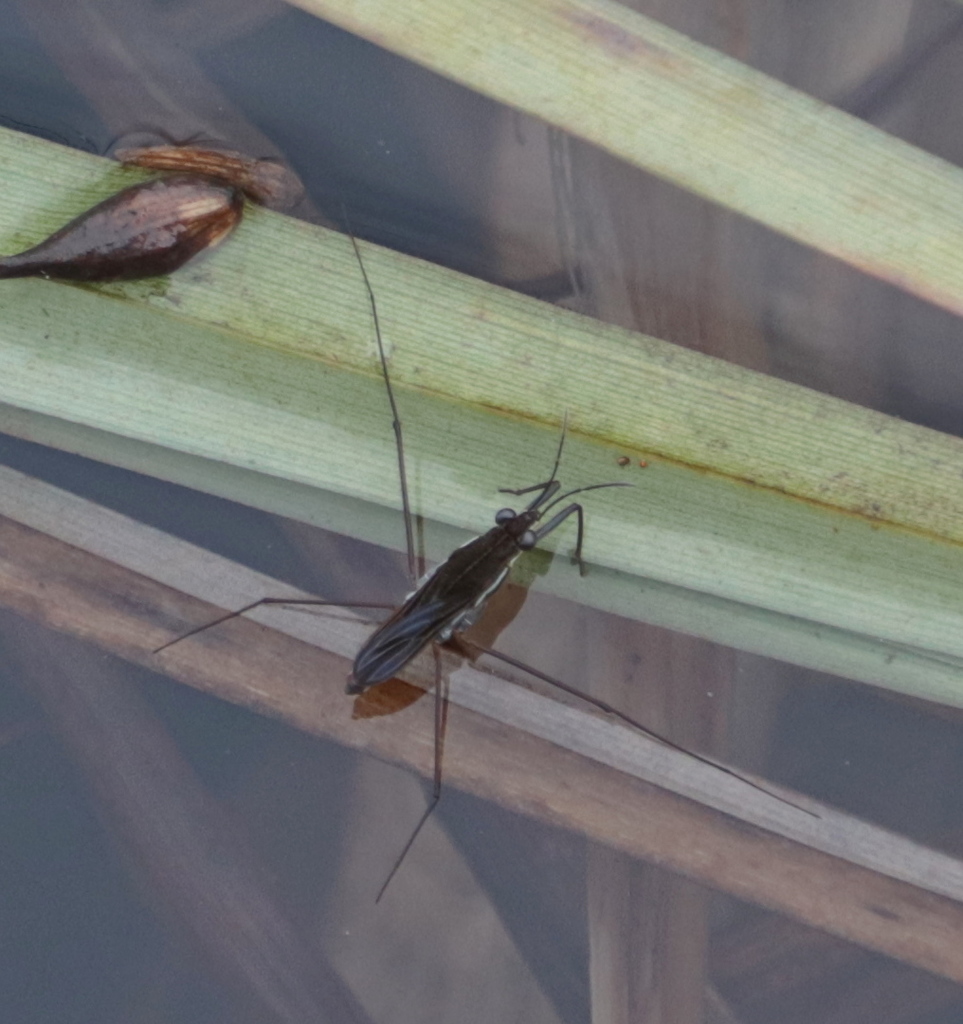 Gerrini from Raven Ridge NA, Monkton, VT, USA on April 24, 2022 at 11: ...