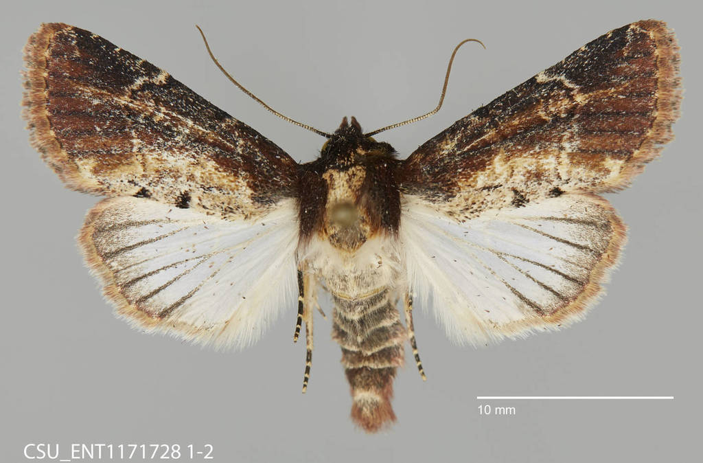 Barrens Moth from NE Albuquerque, Bernalillo County, NM, USA on April ...