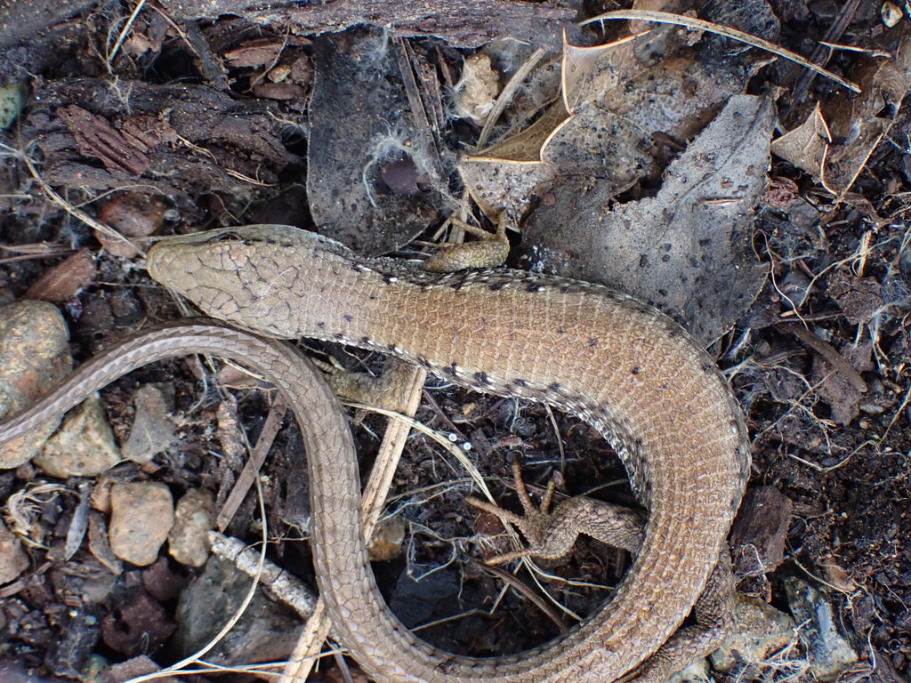Northern Alligator Lizard from Cowichan Valley, British Columbia ...
