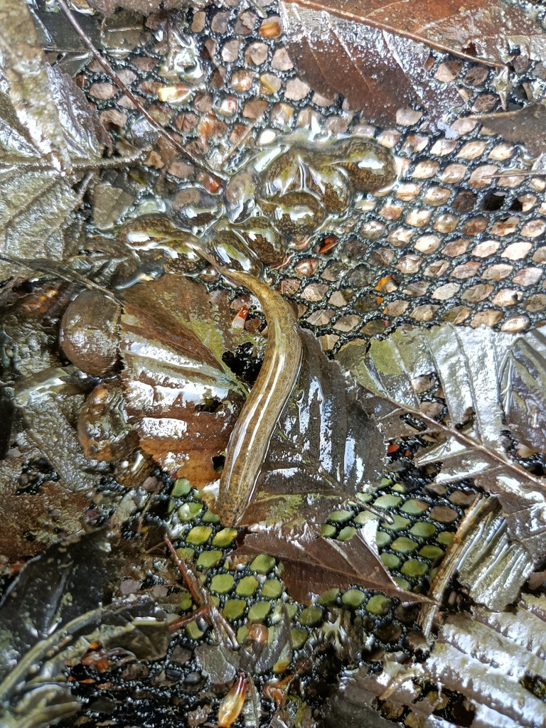 Oriental Weatherfish from 28062 Cameri NO, Italia on April 26, 2022 at ...