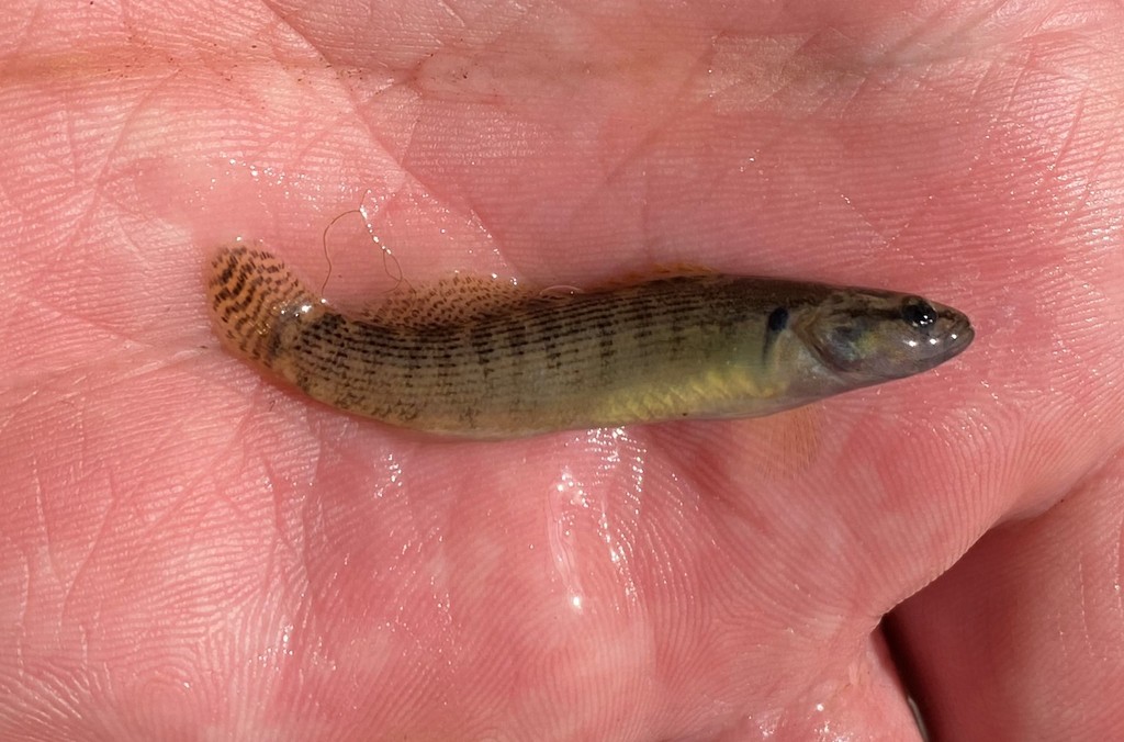 Fantail Darter from North Fork Creek, St. Hwy 270, Bedford County, TN ...