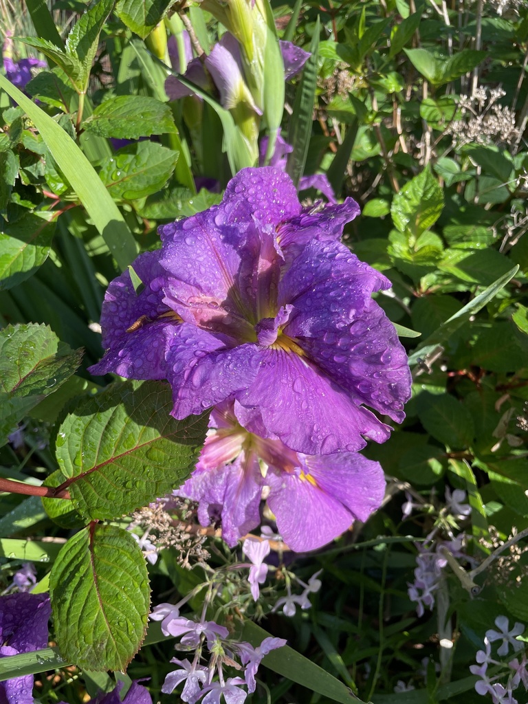flowering plants from S Peach Ave, Tyler, TX, US on April 26, 2022 at ...