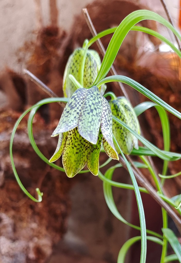 yellow Himalayan fritillary in April 2022 by Lukasz Madrzynski 孟巨石 ...