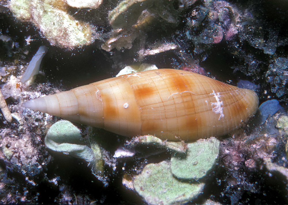 Nebularia ustulata from Enewetak Atoll, RMI on August 05, 1983 by uwkwaj · iNaturalist