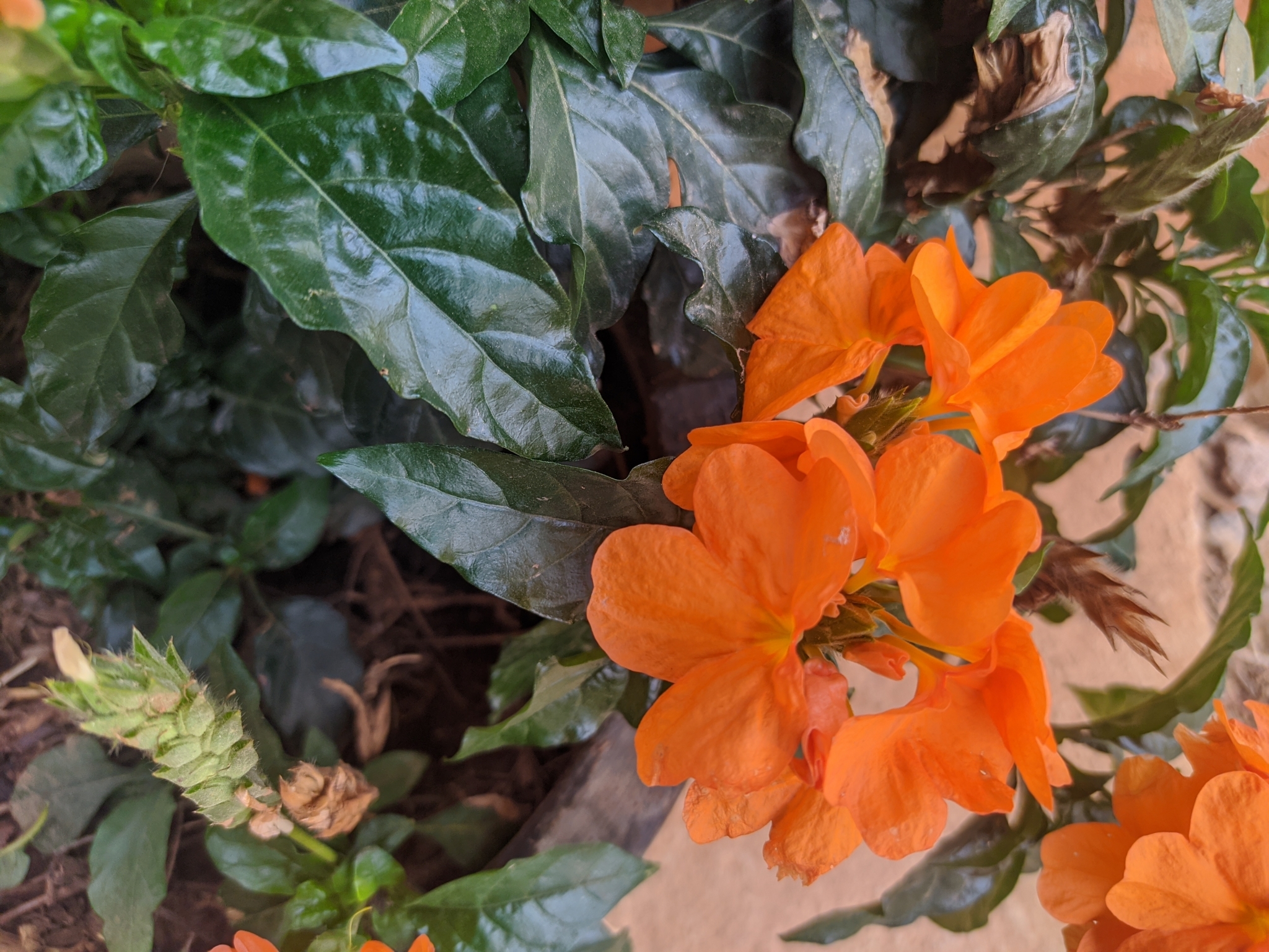 Crossandra infundibuliformis (L.) Nees