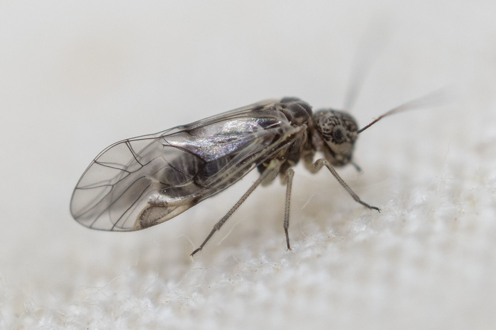 Amphigerontia montivaga from Papeete Dr, Plano, TX 75075, USA on April ...