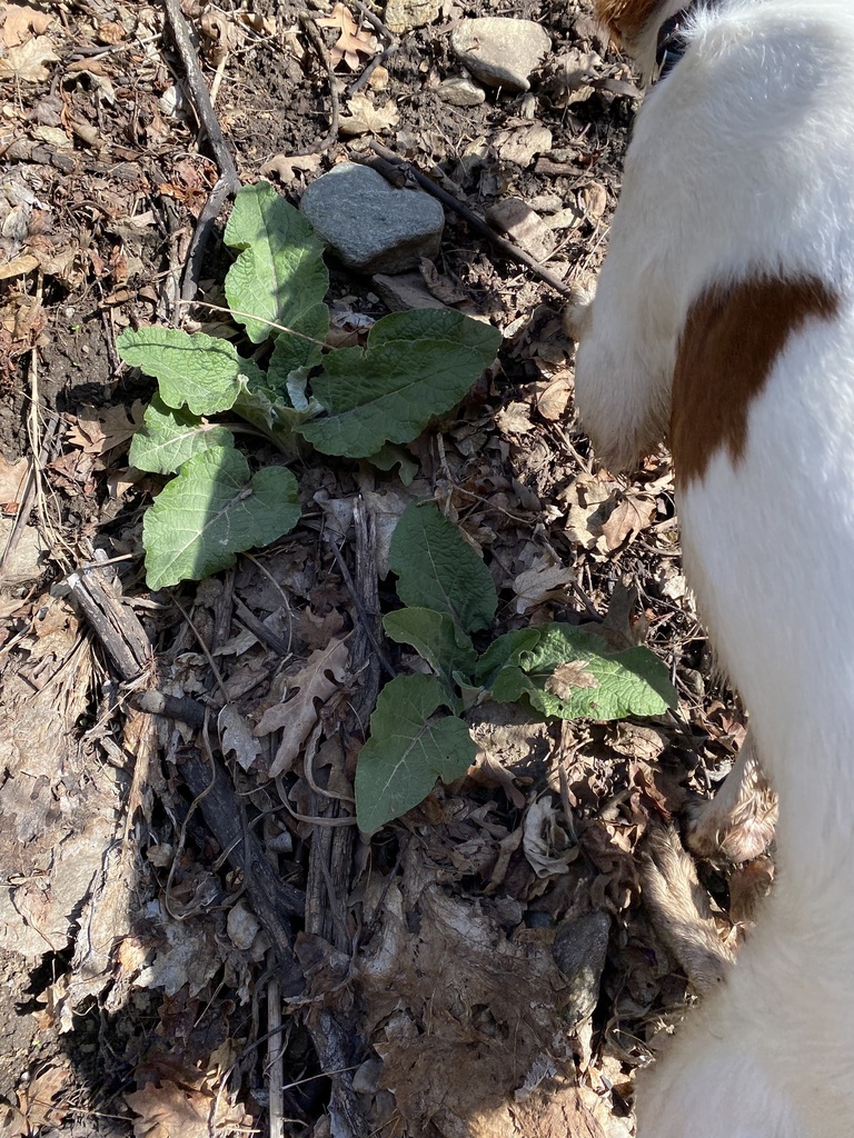 burdocks from Uinta-Wasatch-Cache National Forest, Bountiful, UT, US on ...