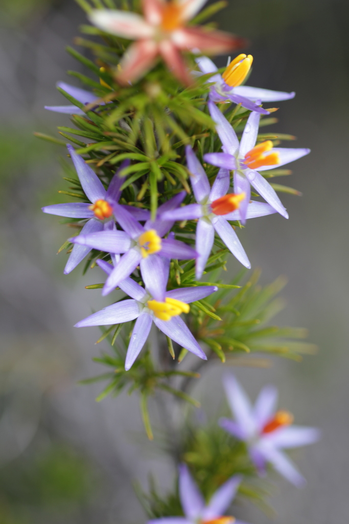 tinsel lilies (Calectasia) - Botanical Realm