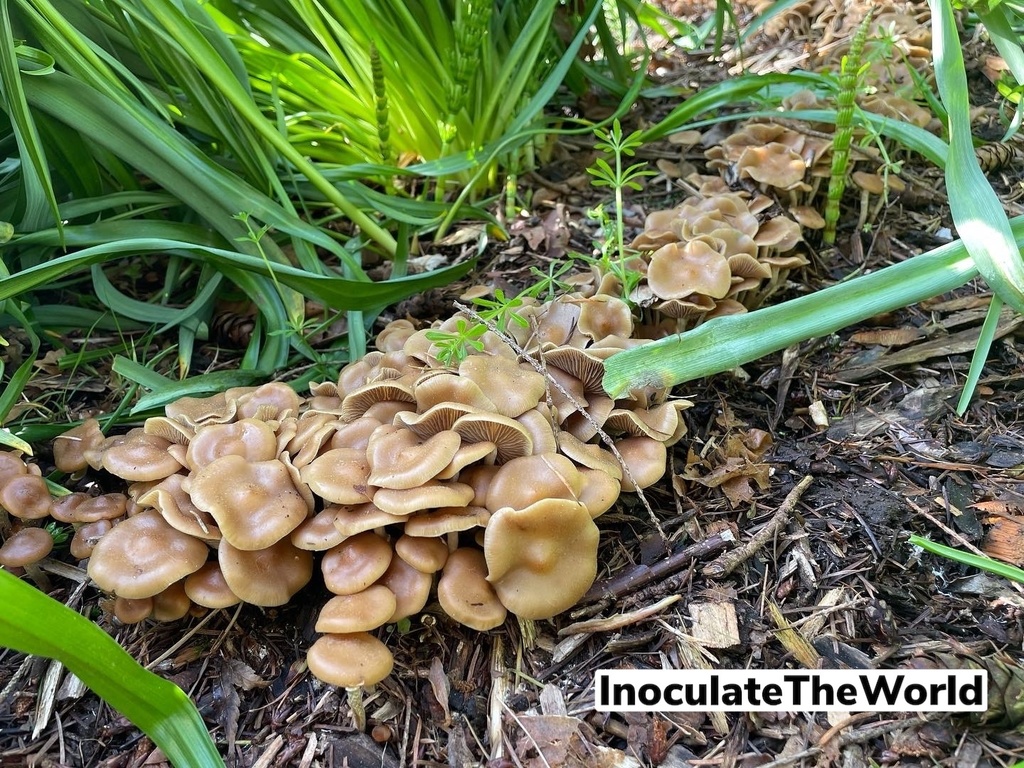 Psychedelic Ovoid Mushroom from S Washington St, Seattle, WA, US on ...