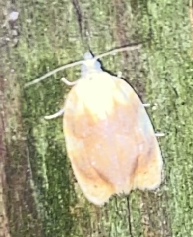 Oak Leafshredder Moth from St. Augustine Alligator Farm Zoological Park ...