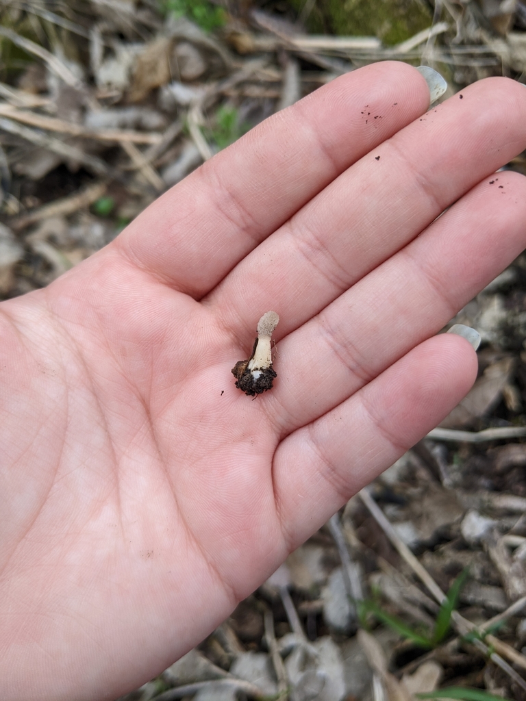 true morels in April 2022 by Sarah DeLong-Duhon · iNaturalist