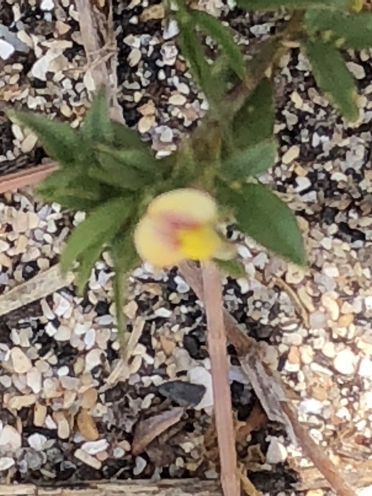 Caribbean Stylo from Saint James Windward, KN on April 26, 2022 at 11: ...