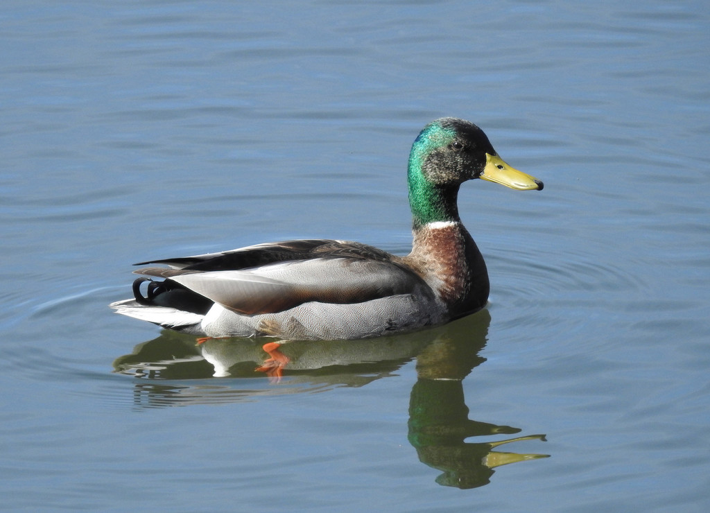 Mallard from Montgomery County, MD, USA on April 22, 2022 at 09:06 AM ...