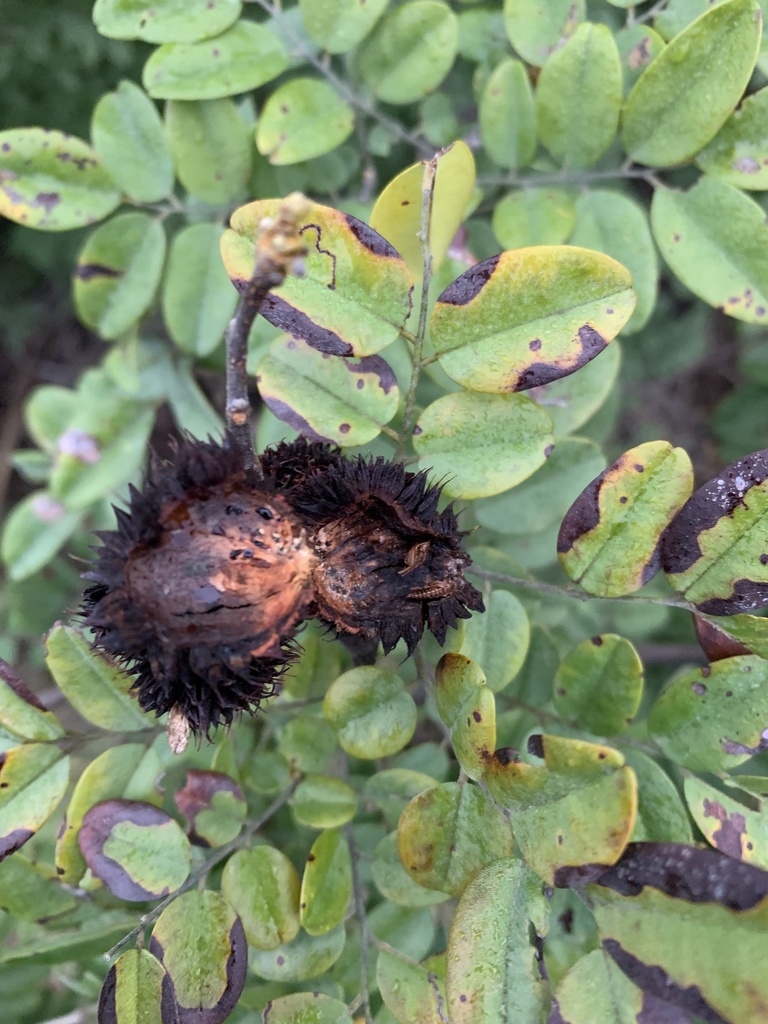 Winged and Once-winged Insects from Matabeleand South Province, ZW on ...